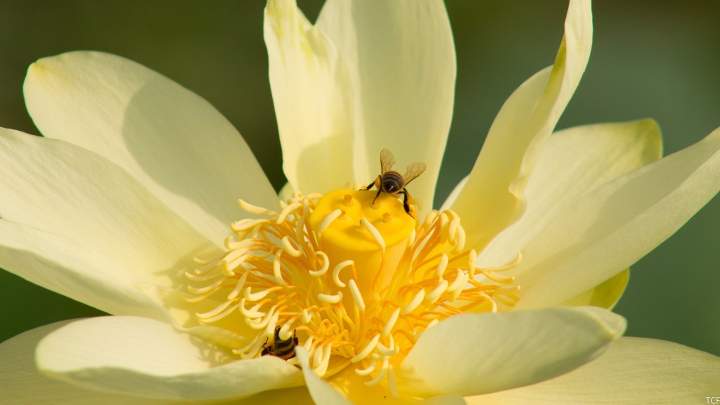 Karankawa Tribe of Texas Reconnection Statement – Karankawas