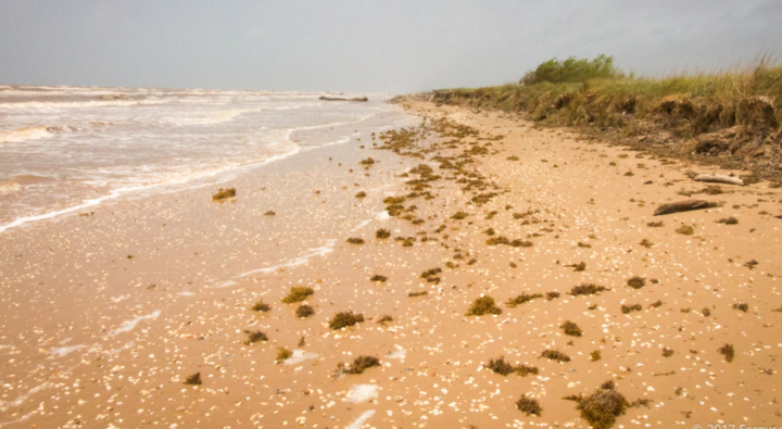 Cabeza de Vaca Probably Did Not Land On Galveston Island – Karankawas
