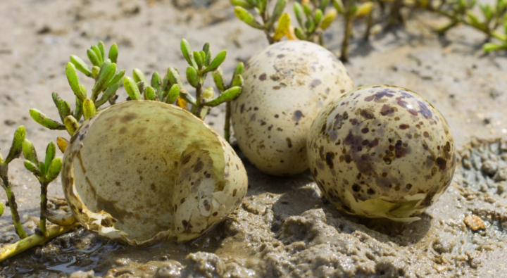 What did the Karankawa eat? – Karankawas